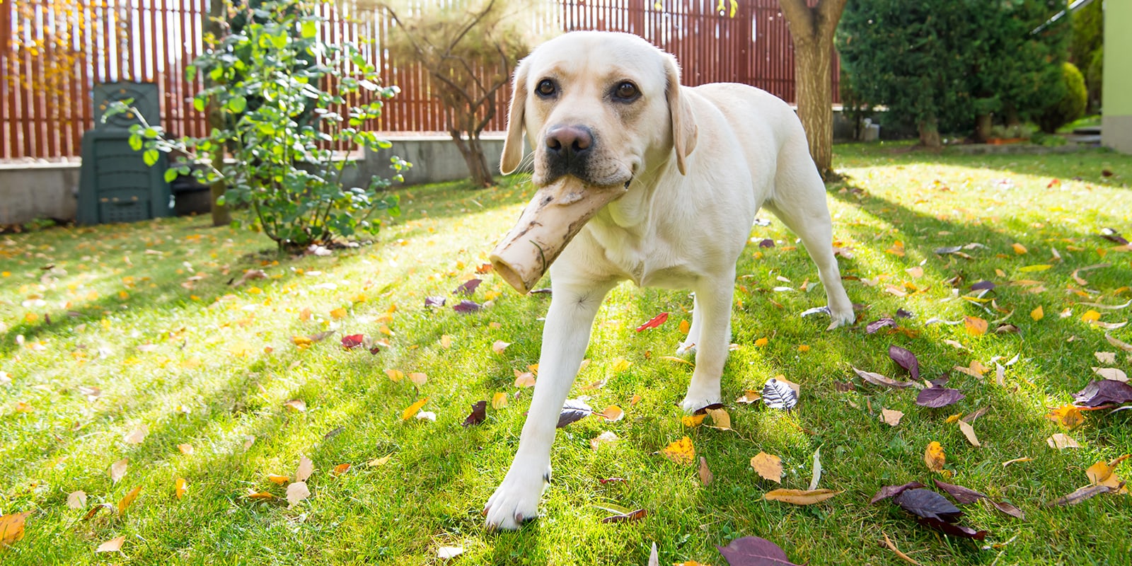 Pet Food Manufacturer Obtains Settlement in Slack Fill Cases | Mintz